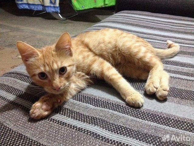 Весёлый Рокки - рыжий котенок только для вас