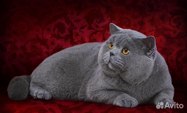 Продажа котят