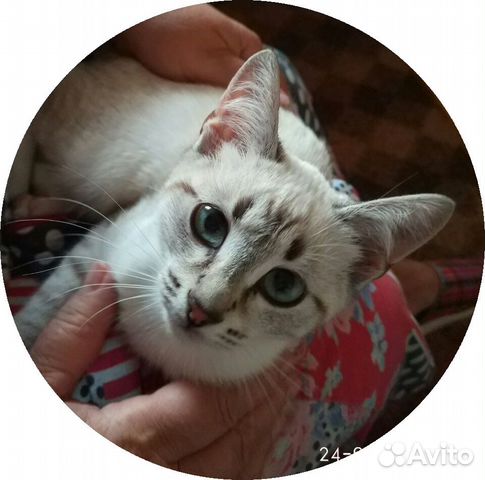 Сиамский котенок - мальчик в добрые руки