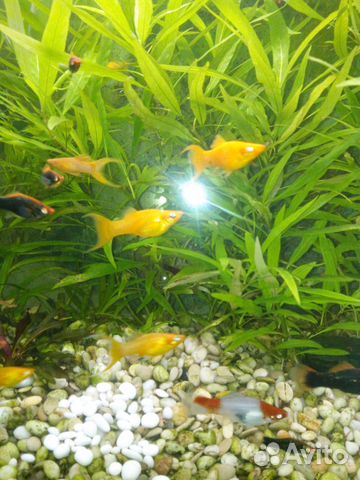 Живородящие рыбки для запуска аквариума