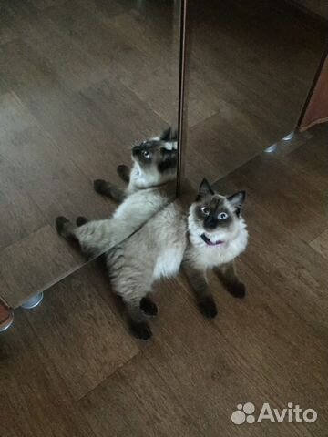 Вязка с тайским котиком