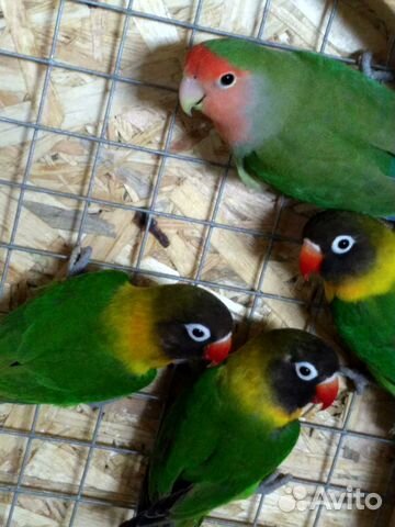 Попугайчики неразлучники