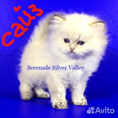 Длинношерстная шиншилла и короткошерстная