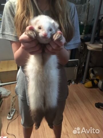 Вязка хорька