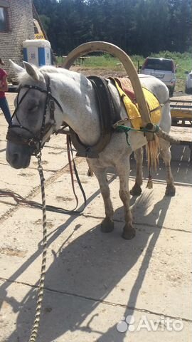 Продам лошадь в спорт и для души