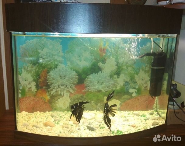 Продаётся аквариум - Всё Включено