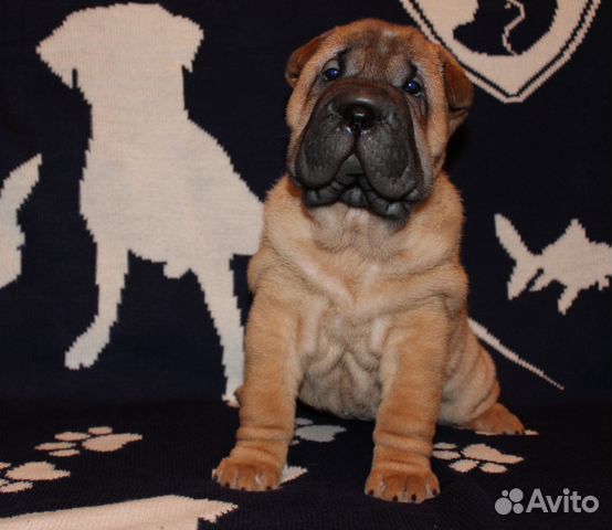 Детки складчатого Шар-Пея