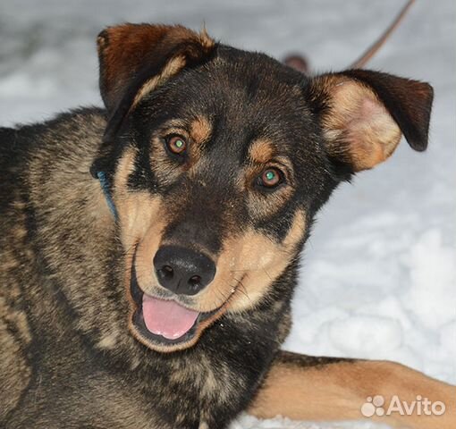 Веселый активный молодой пес Доби в добрые руки