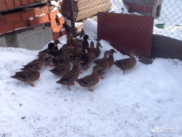 Подсадные утки