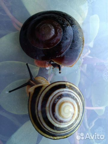 Кубинские древесные улитки, мегасы, тараканы