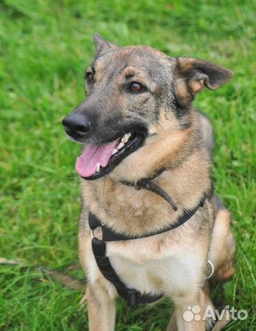 Ласковая Джулия ищет семью, приют "Полянка"