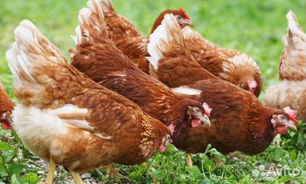 Курица молодка Браун Ник