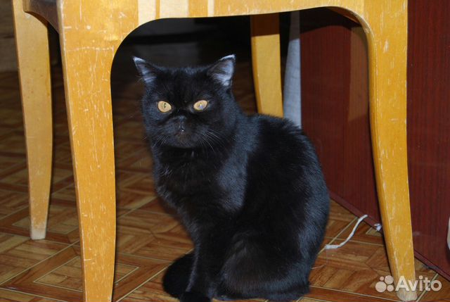 Метис Экзота. Стерилизованная