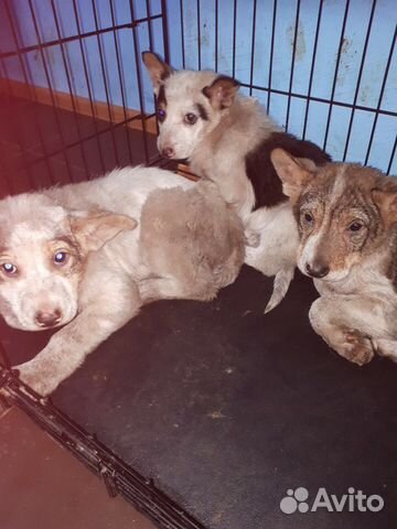 Эксклюзивные малыши в приюте