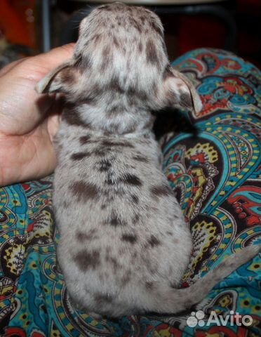 Чих мраморный Лиловый Горошек