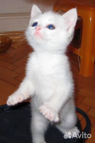 Белый котенок и рыжий котенок