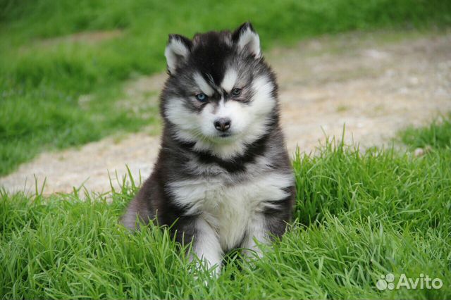 Сибирская хаски