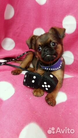 Пай-мальчик