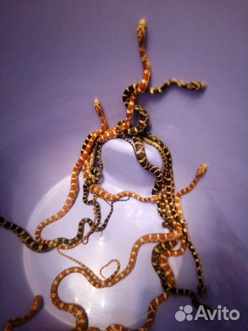 Змея. Маисовый полоз