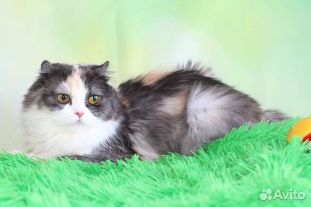 Шотландская кошка в добрые руки Ксюша, скотиш