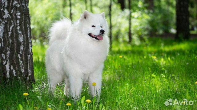 Белоснежные щенки самоеда