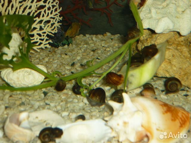 Ампулярии улитки