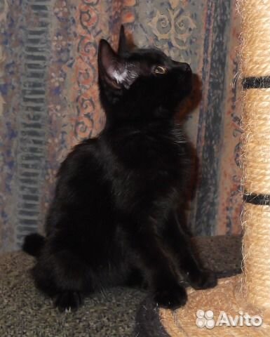 Черная кошечка Багира 4 мес в добрые руки
