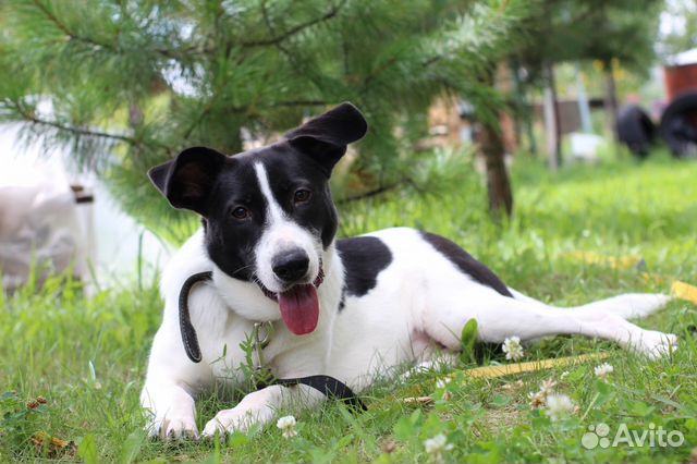 Собака Эльза в добрые руки