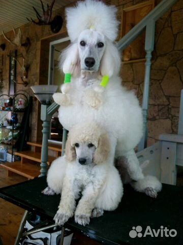 Пудель малый белый