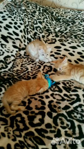 Рыжики мальчик и девочка 1мес