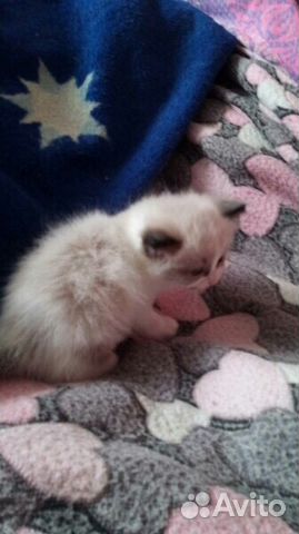 Пушистики Рэгдолл