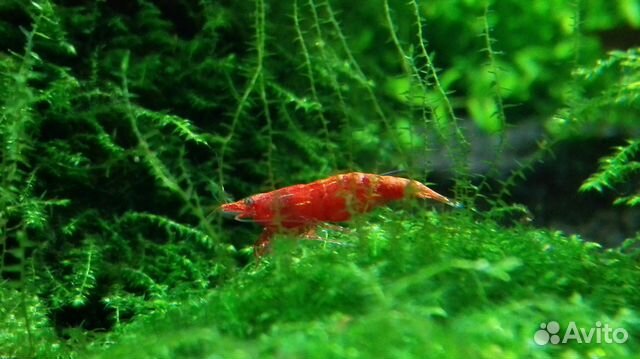 Креветки Neocaridina, мох