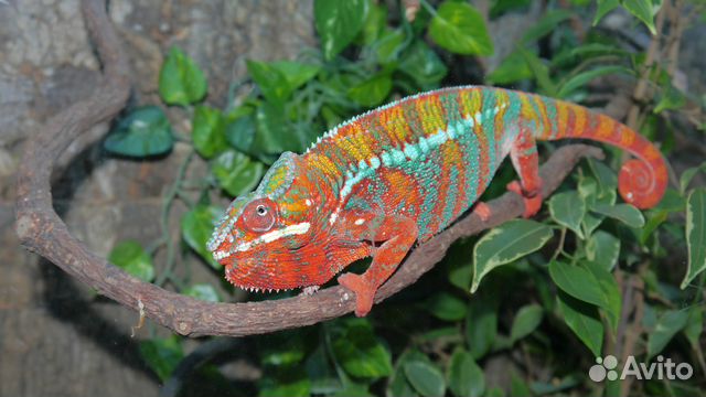 Пантеровые хамелеоны Furcifer Pardalis, 2,5 месяца