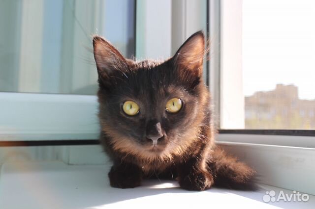 Котёнок девочка Лиса