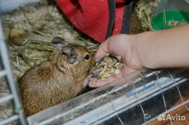 2 бельчонка Дегу