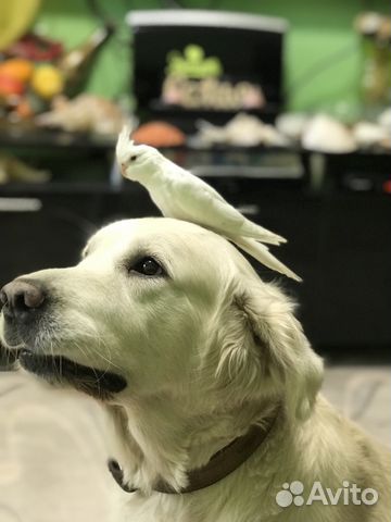 Попугайчик корелла, карелла, карела