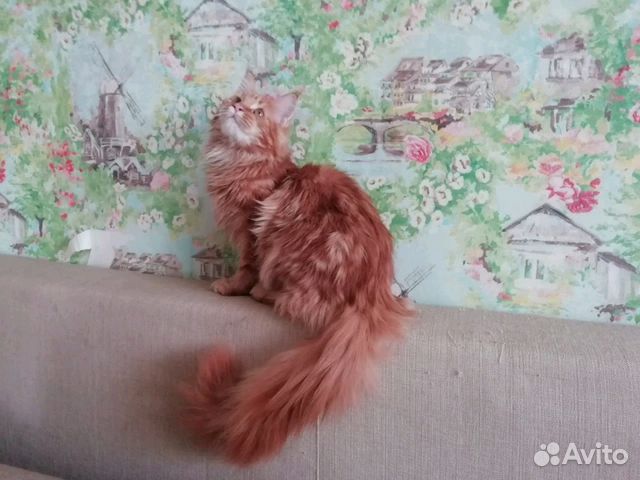 Яркий красный кот мейн-кун