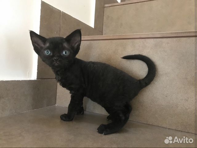 Чёрная кудряшка