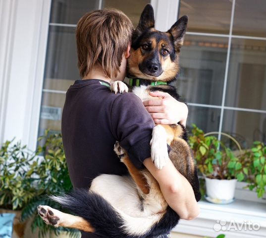 Красотка Соня - собака в добрые руки