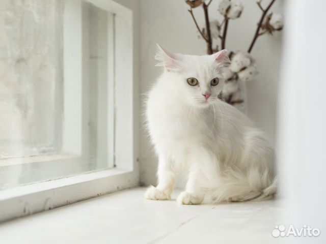 Ангорская белая кошечка Мэри