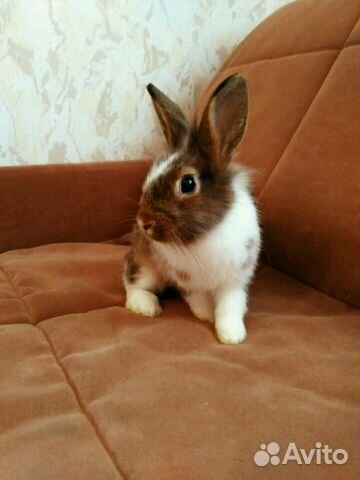 Очаровашки