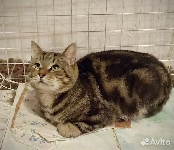 Британец,домашний кот Мачо, 2г+,кастрирован. приют