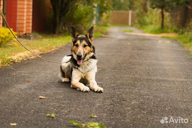 Красавчик Вольт ищет дом