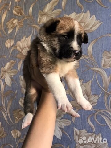 Щенки