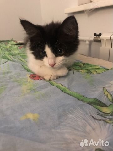Отдам котёнка в добрые руки