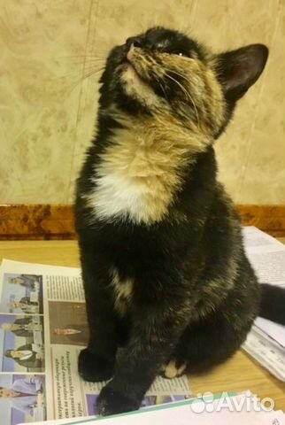 Отдам даром ласковую кошечку, 5-6 месяцев