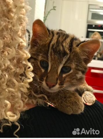 Азиатский кот,кошки