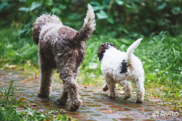 Щенок Лаготто Романьоло