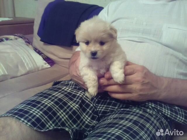 Продам щенка