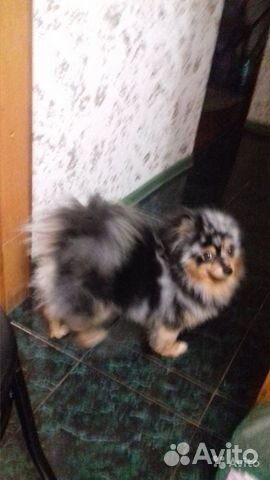 Мраморный шпиц